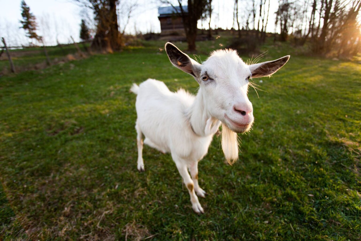 Goat Worms and Other Medicine Considerations - Goat Journal
